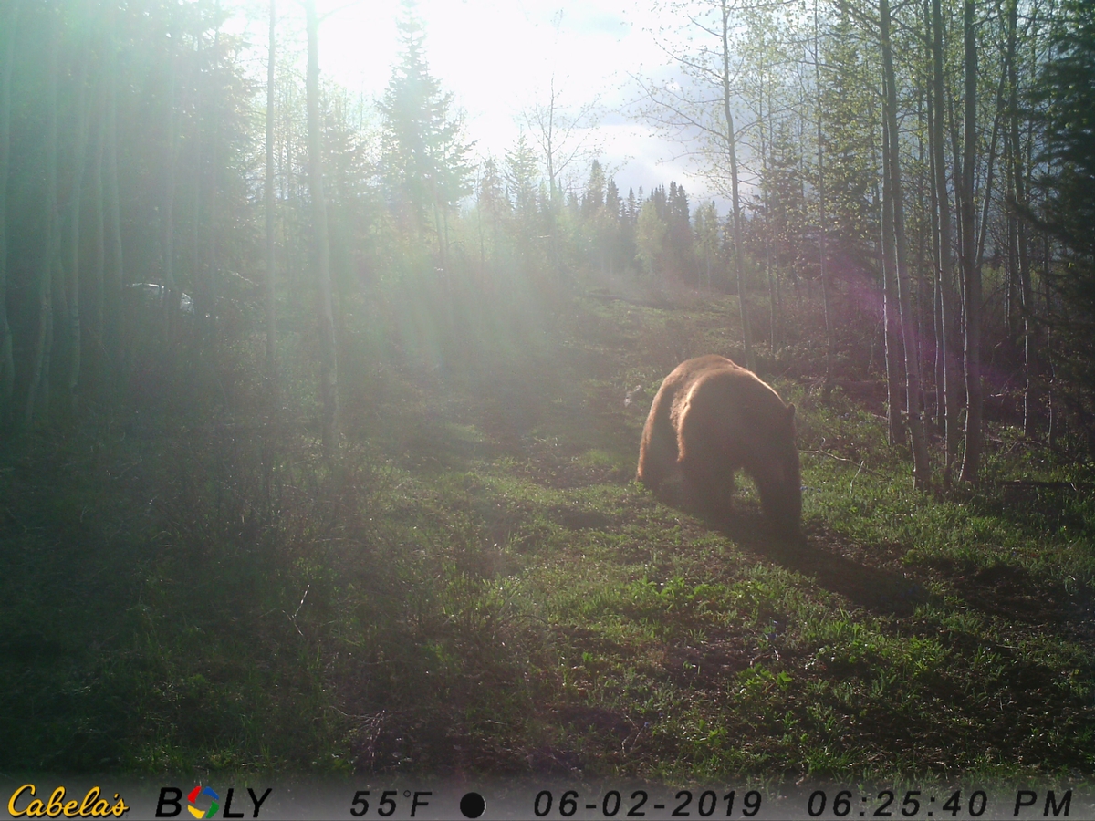 Guided Black Bear Hunts in Colorado | Bear Hunting Outfitters Colorado