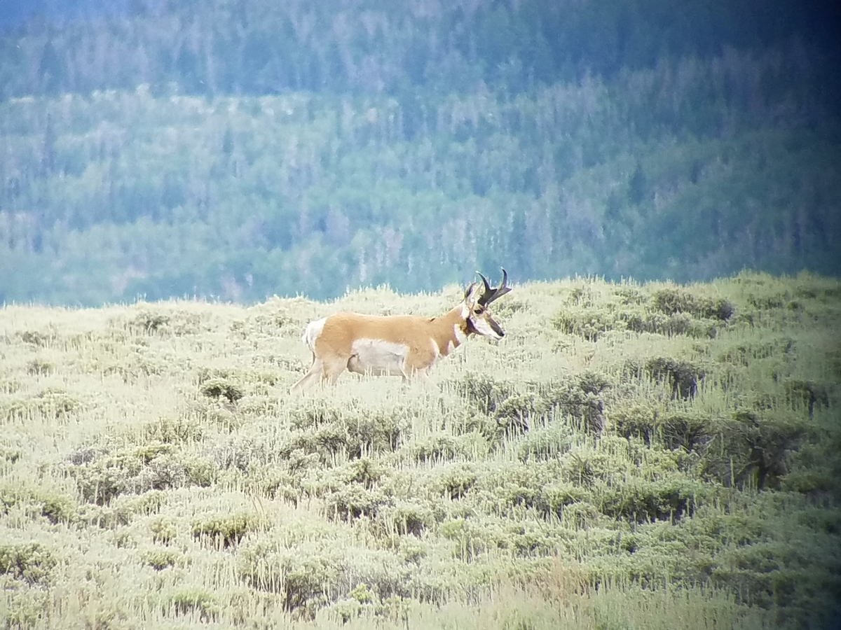 Colorado Guided Antelope Hunts | Antelope Hunting Outfitters Colorado