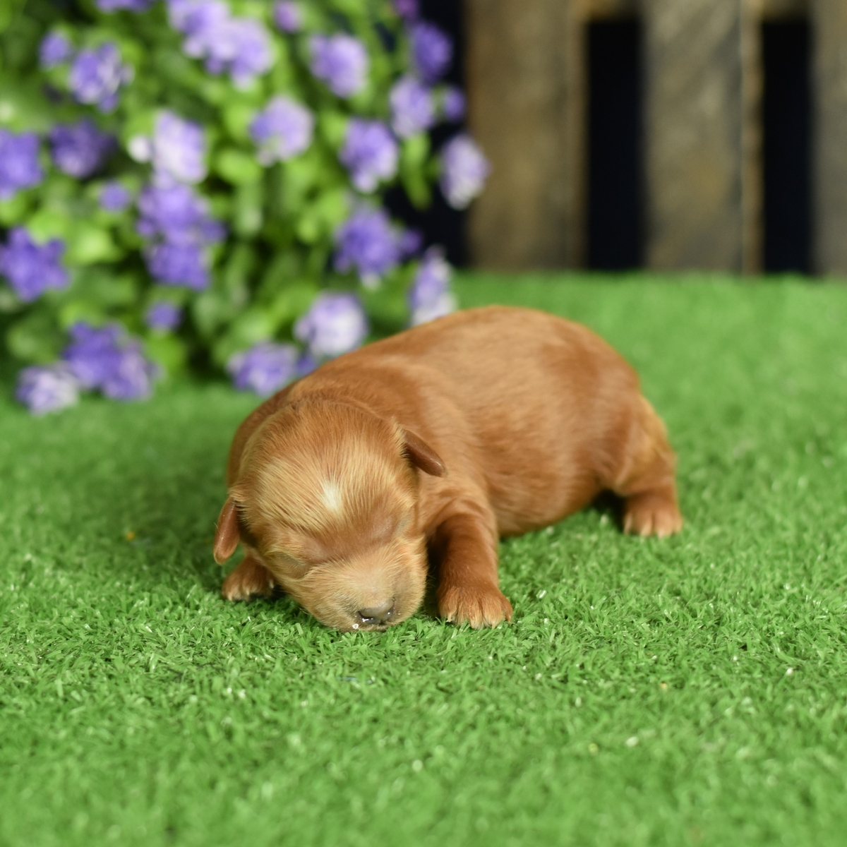 Becky 1 - Our Dogs