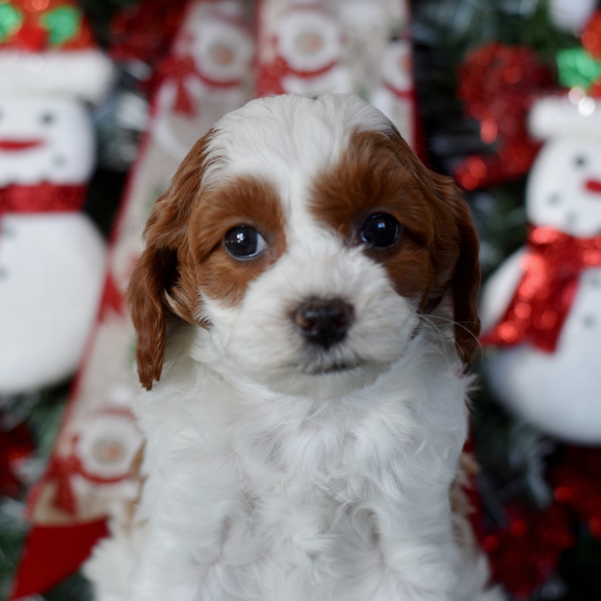 Joy - Our Dogs