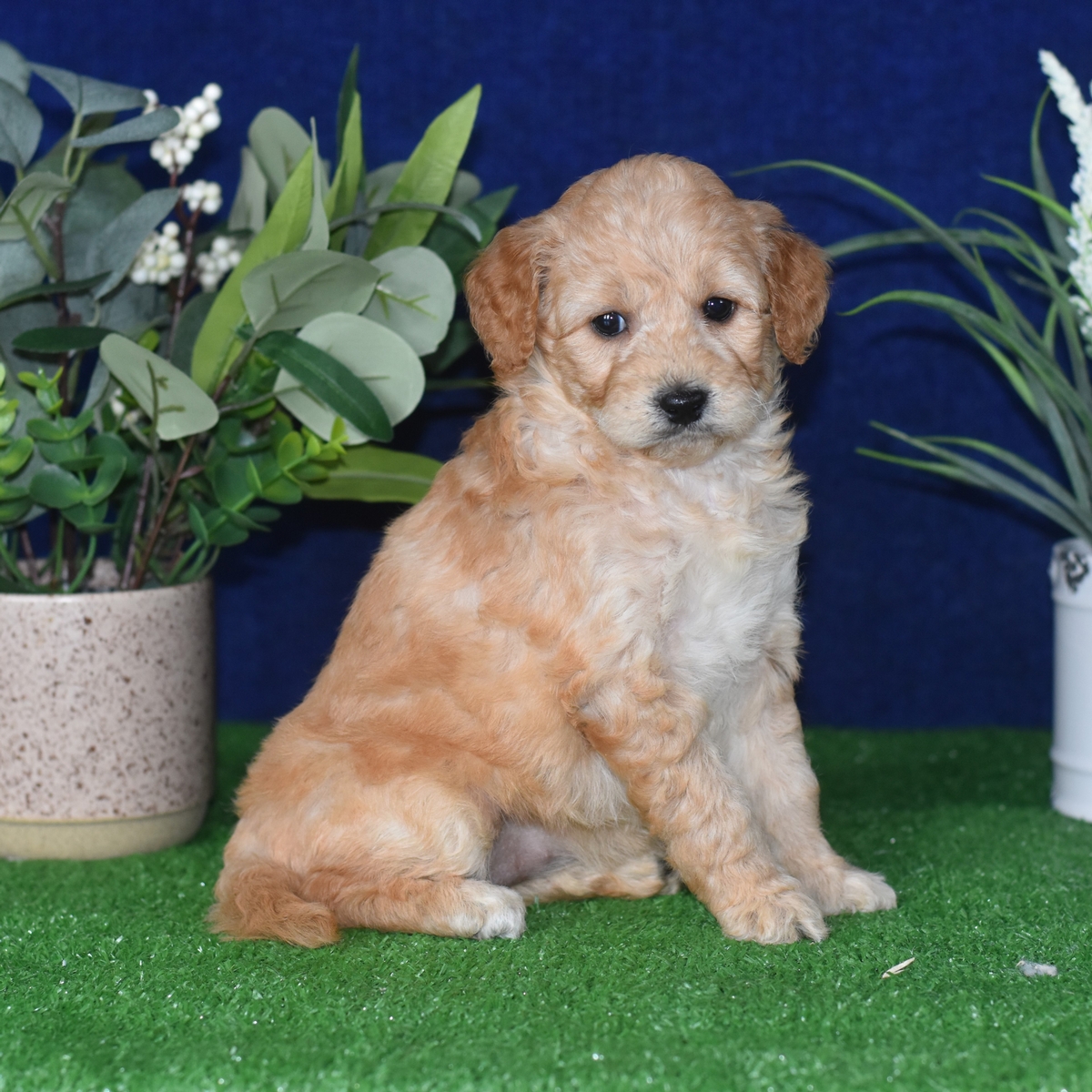 Marshmallow - Our Dogs