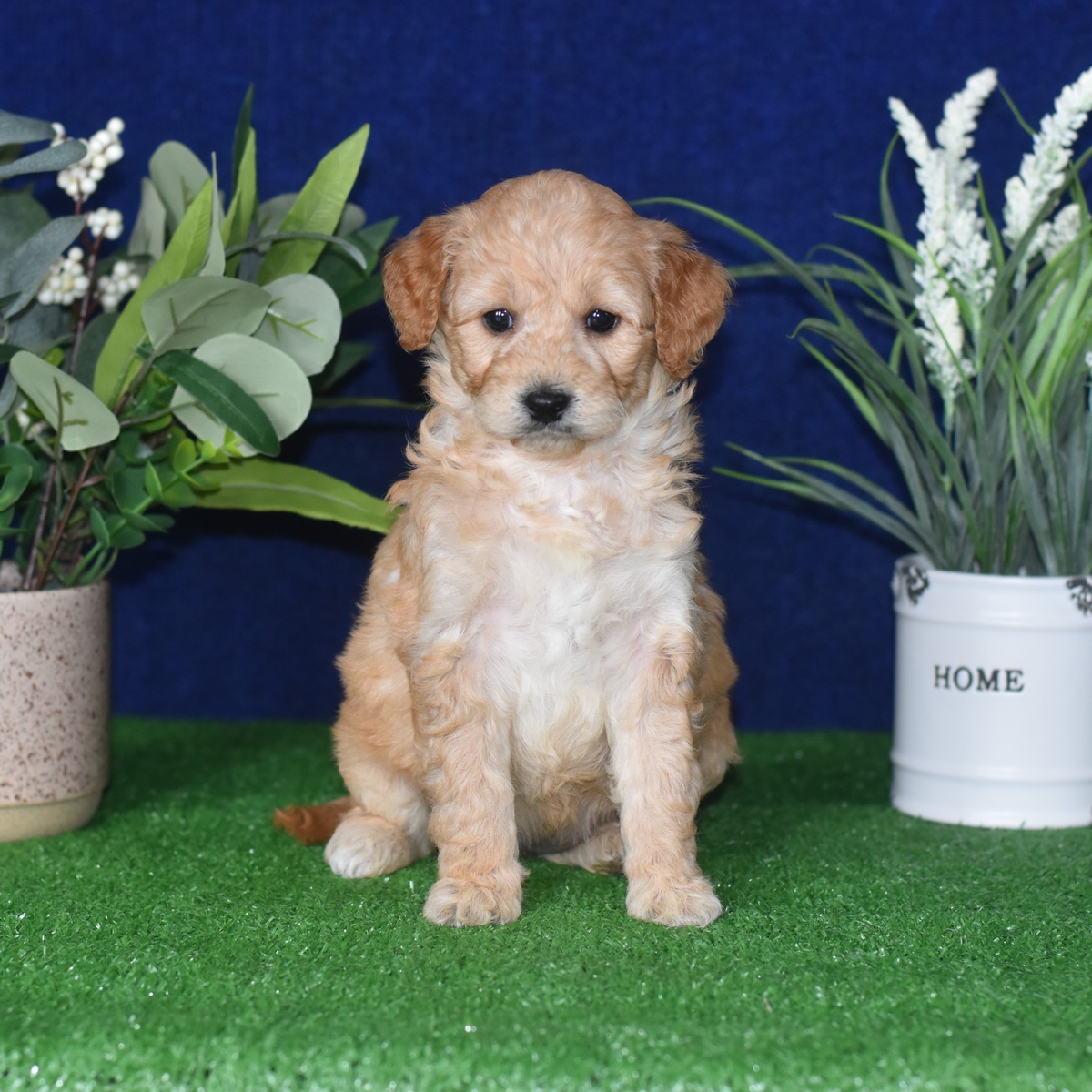 Marshmallow - Our Dogs