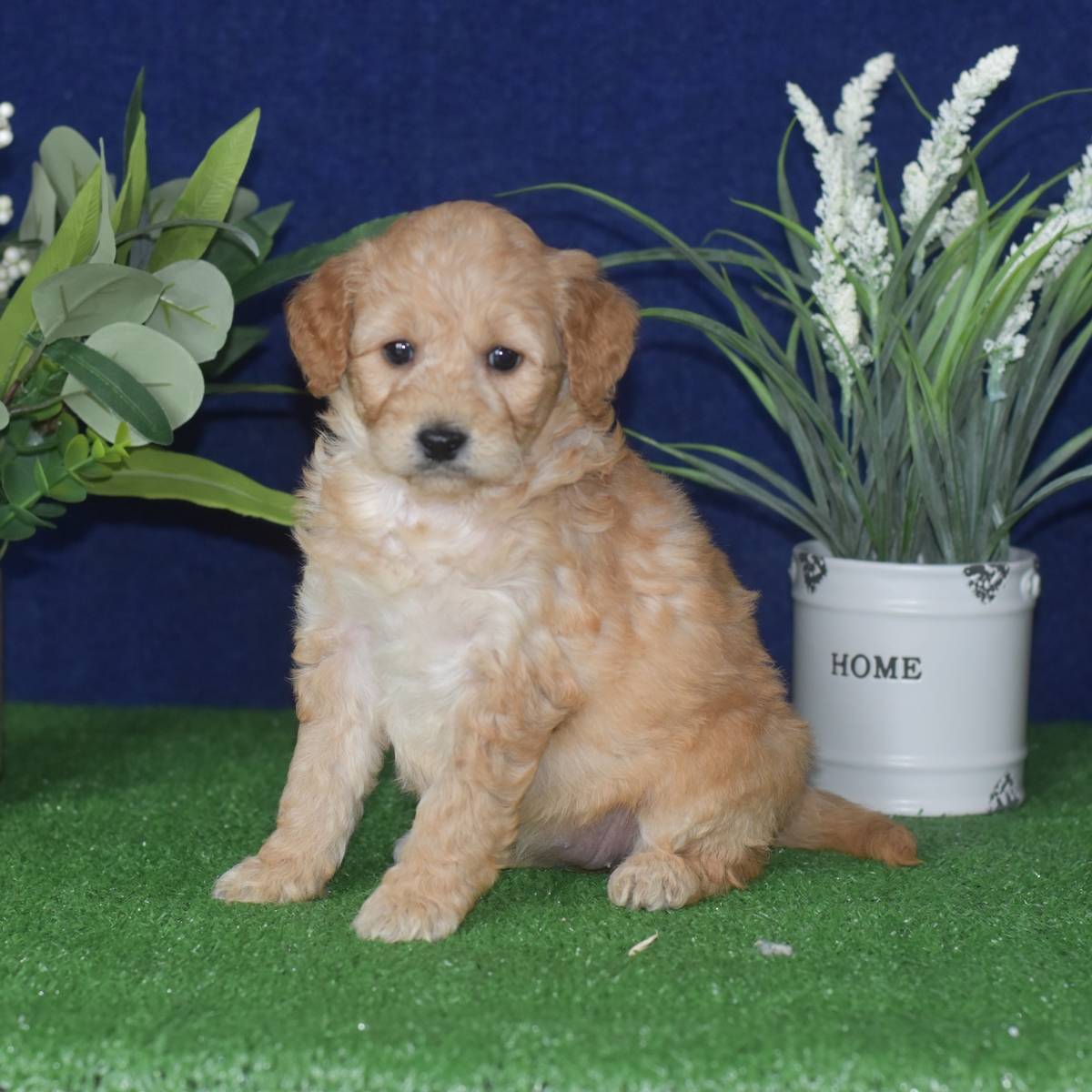 Marshmallow - Our Dogs